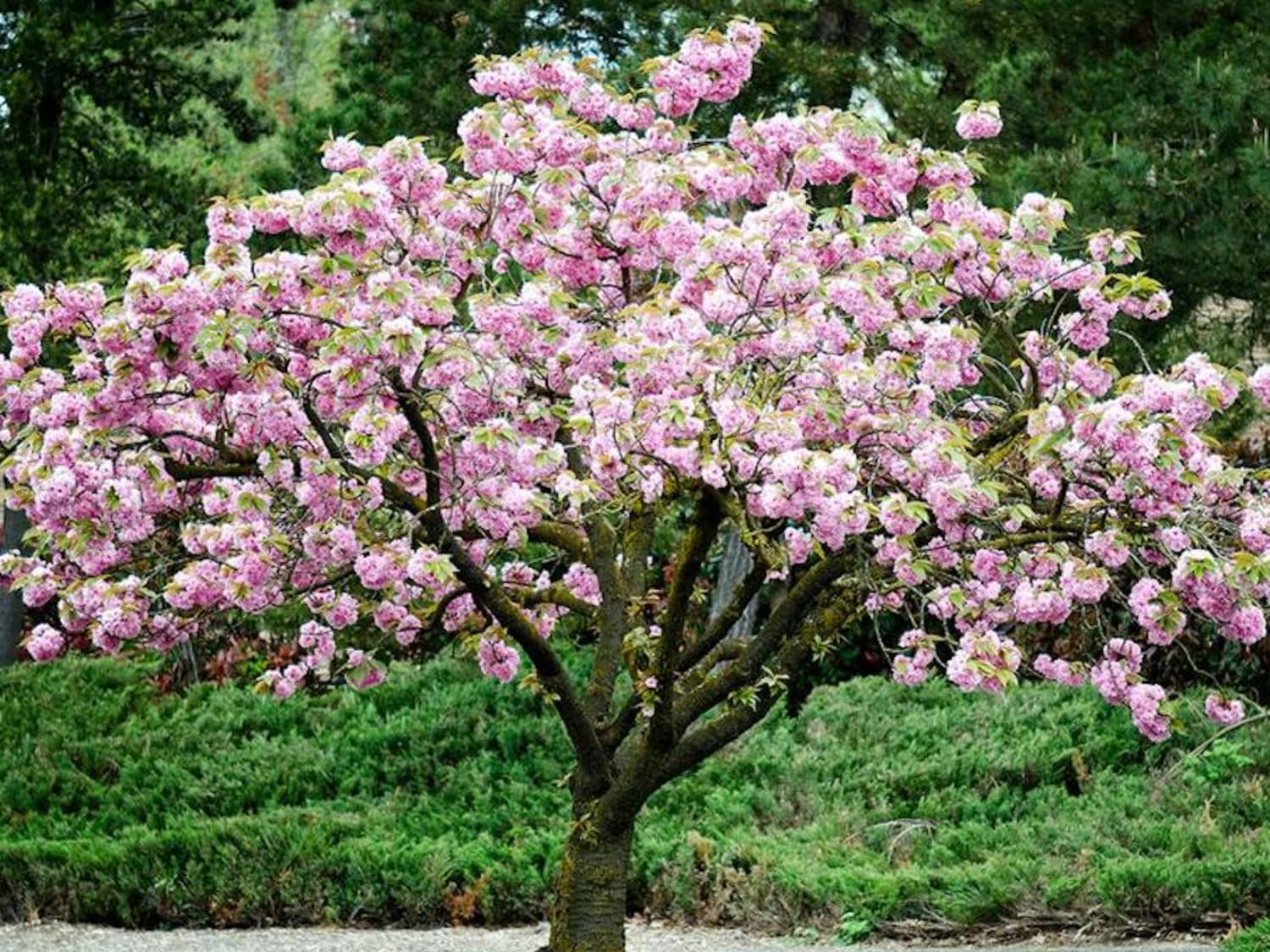spring tree blossom
