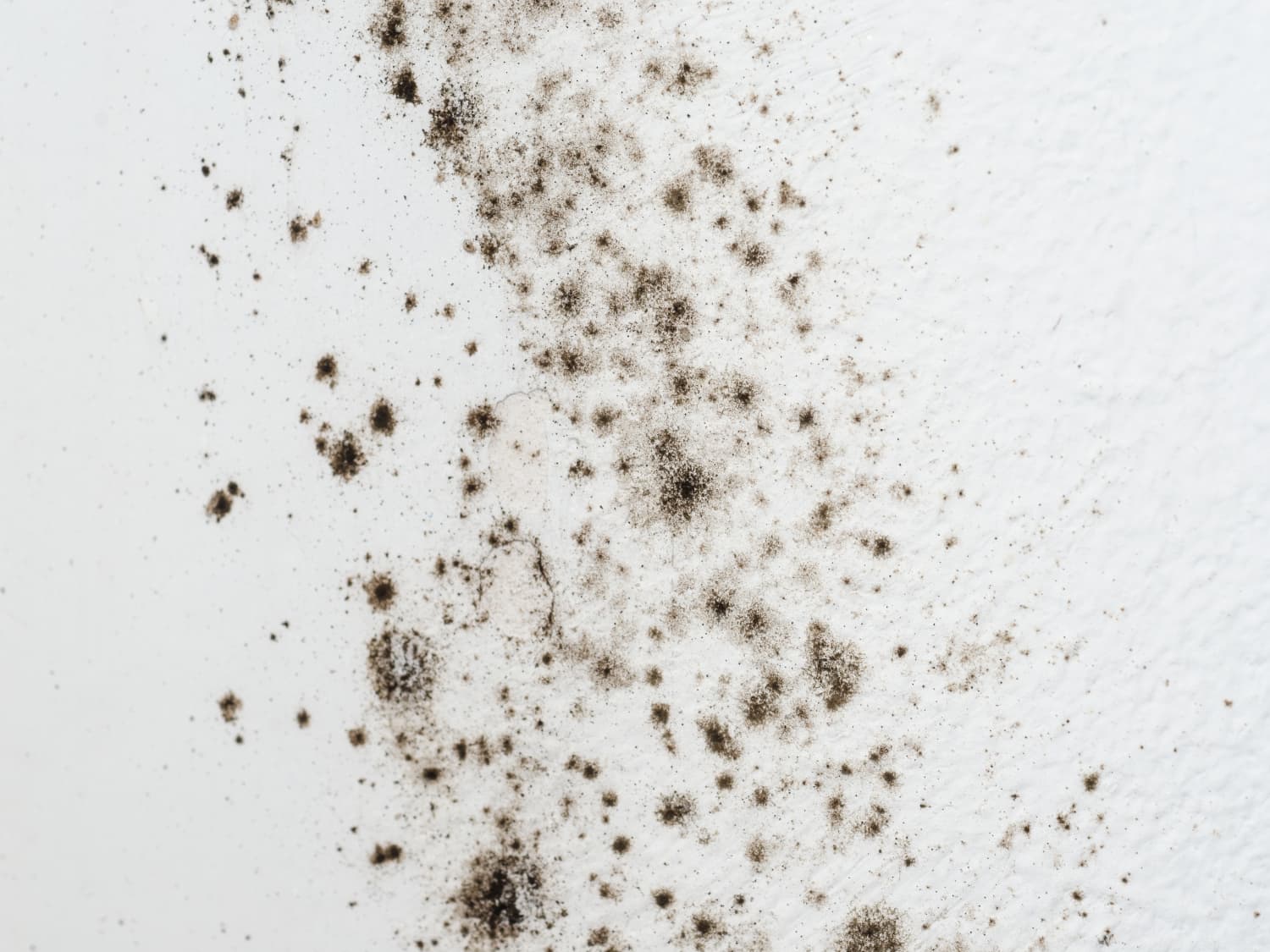 microscopic black mold
