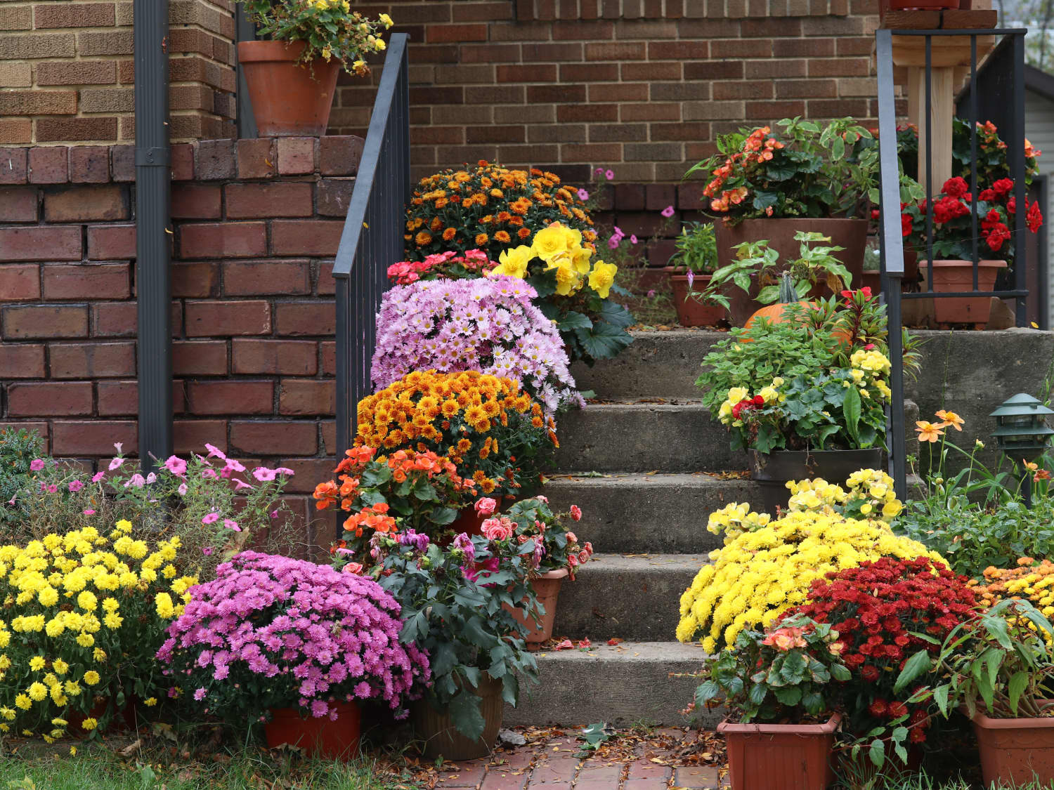 fall flowers for pots