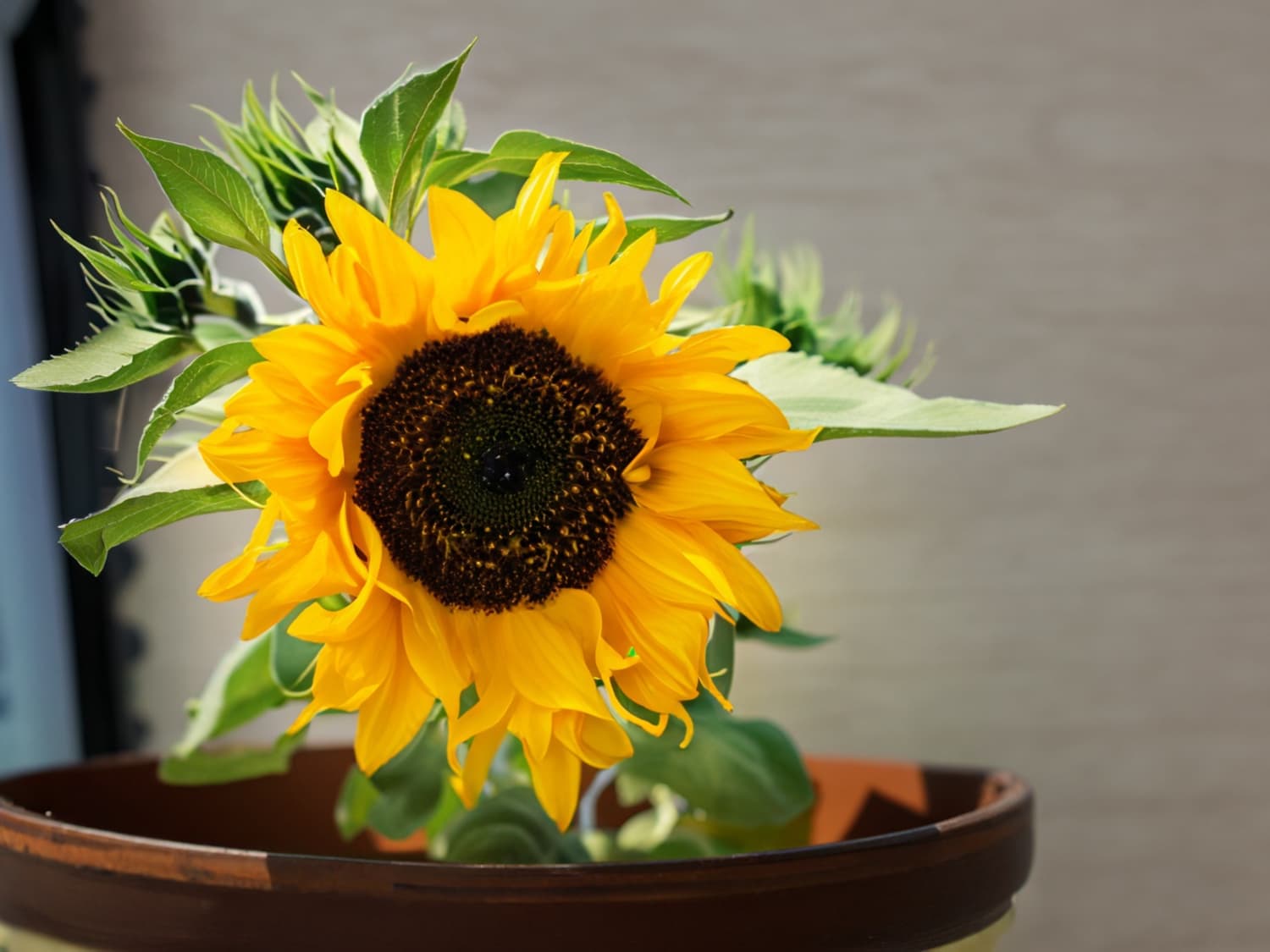 sunflower pot