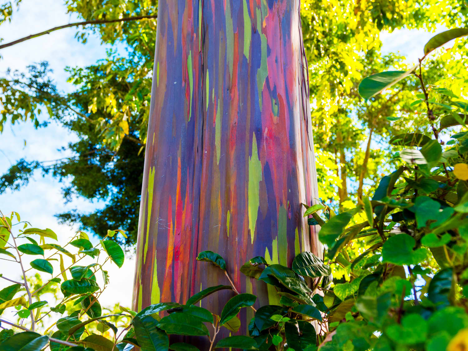 african eucalyptus tree