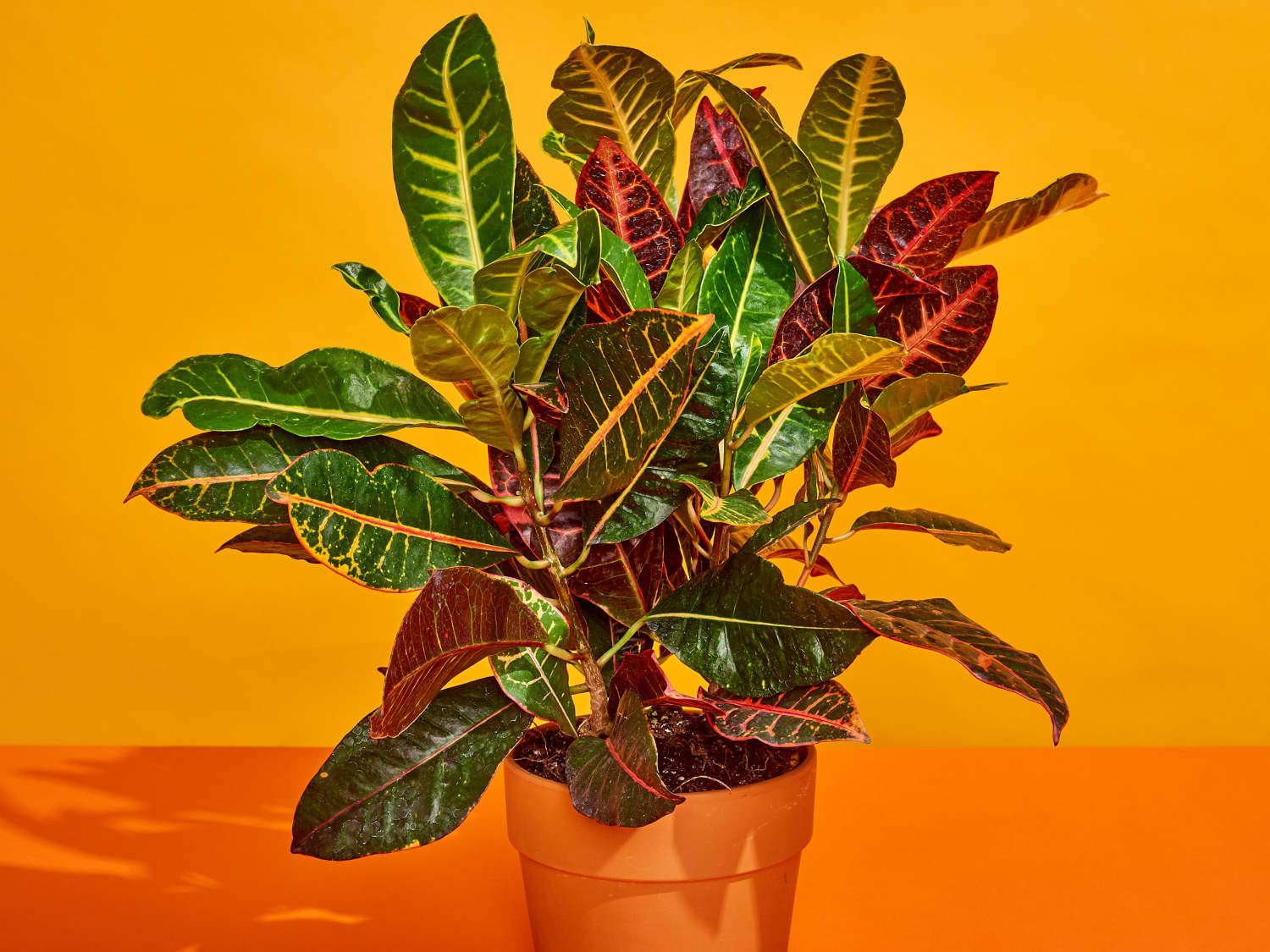 Croton House Plant Identification