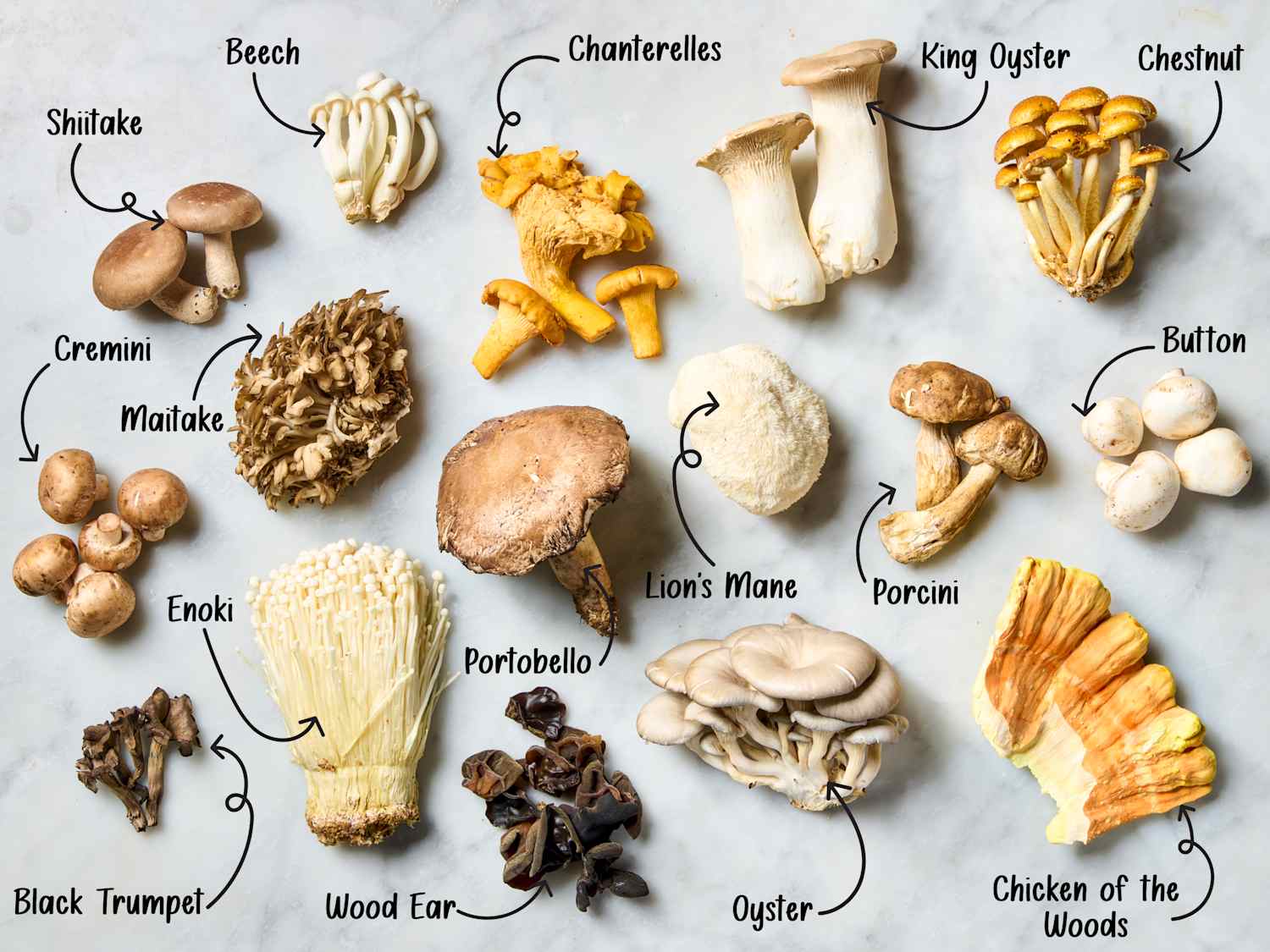 fungi examples list