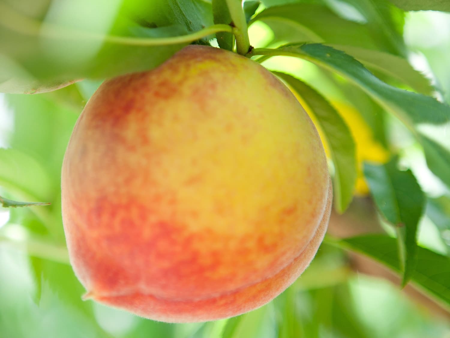orchards peach