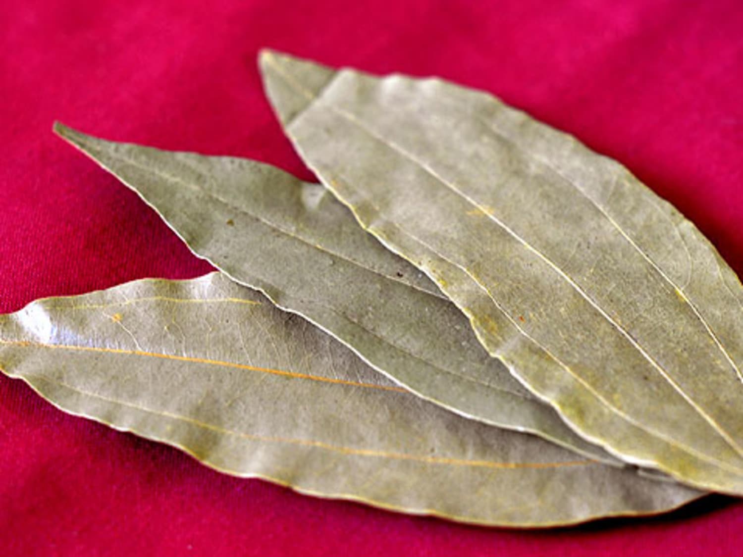 mexican bay leaf