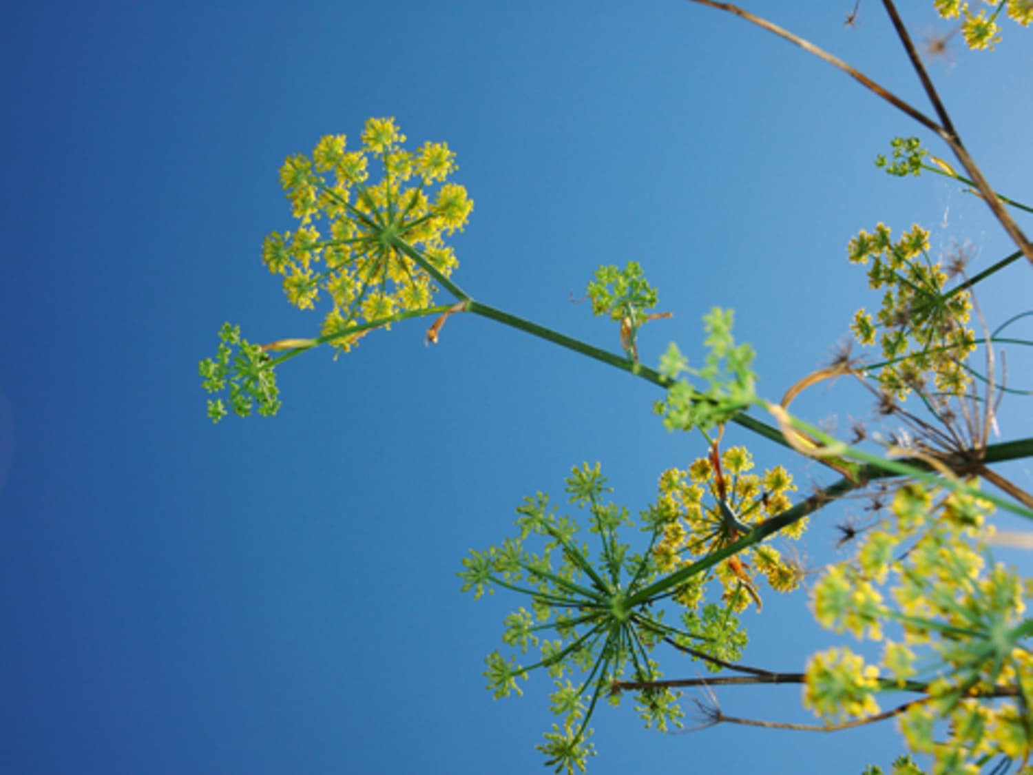 fennel flower