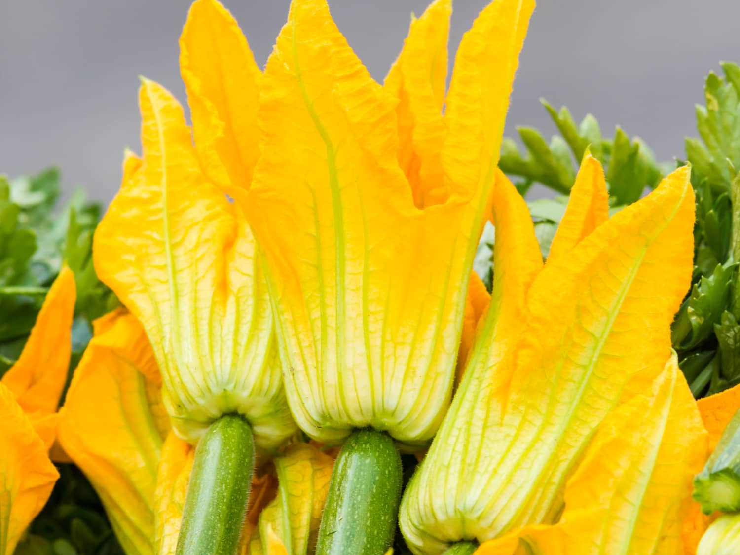 flower vegetables examples