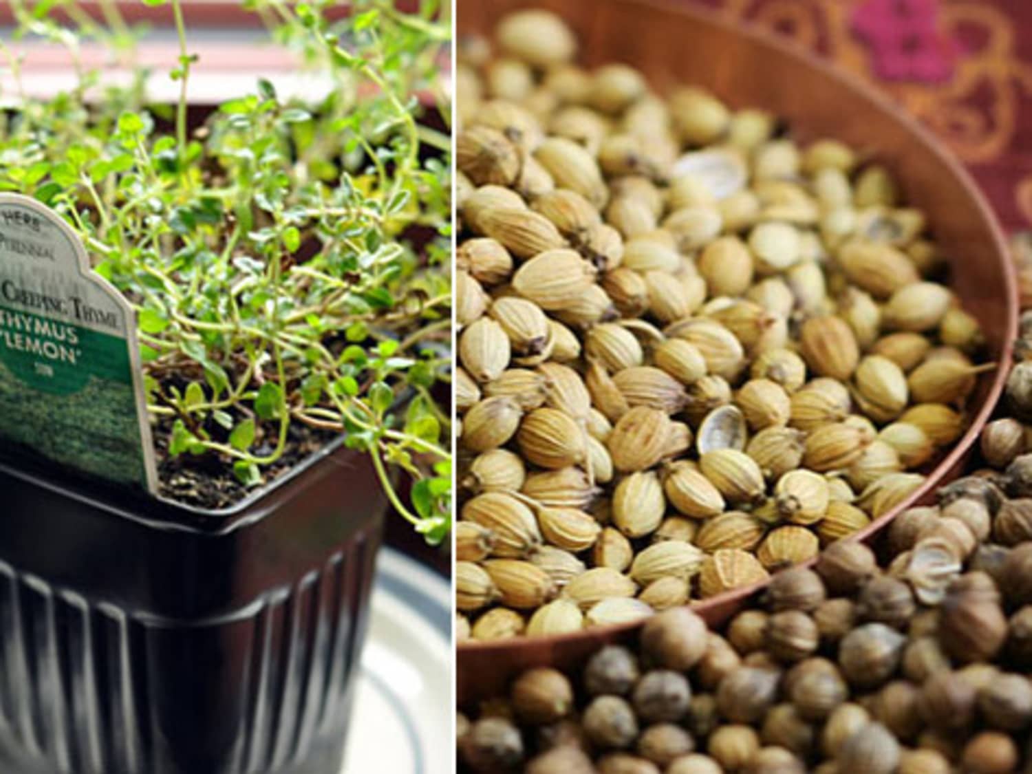 herbs and spices difference