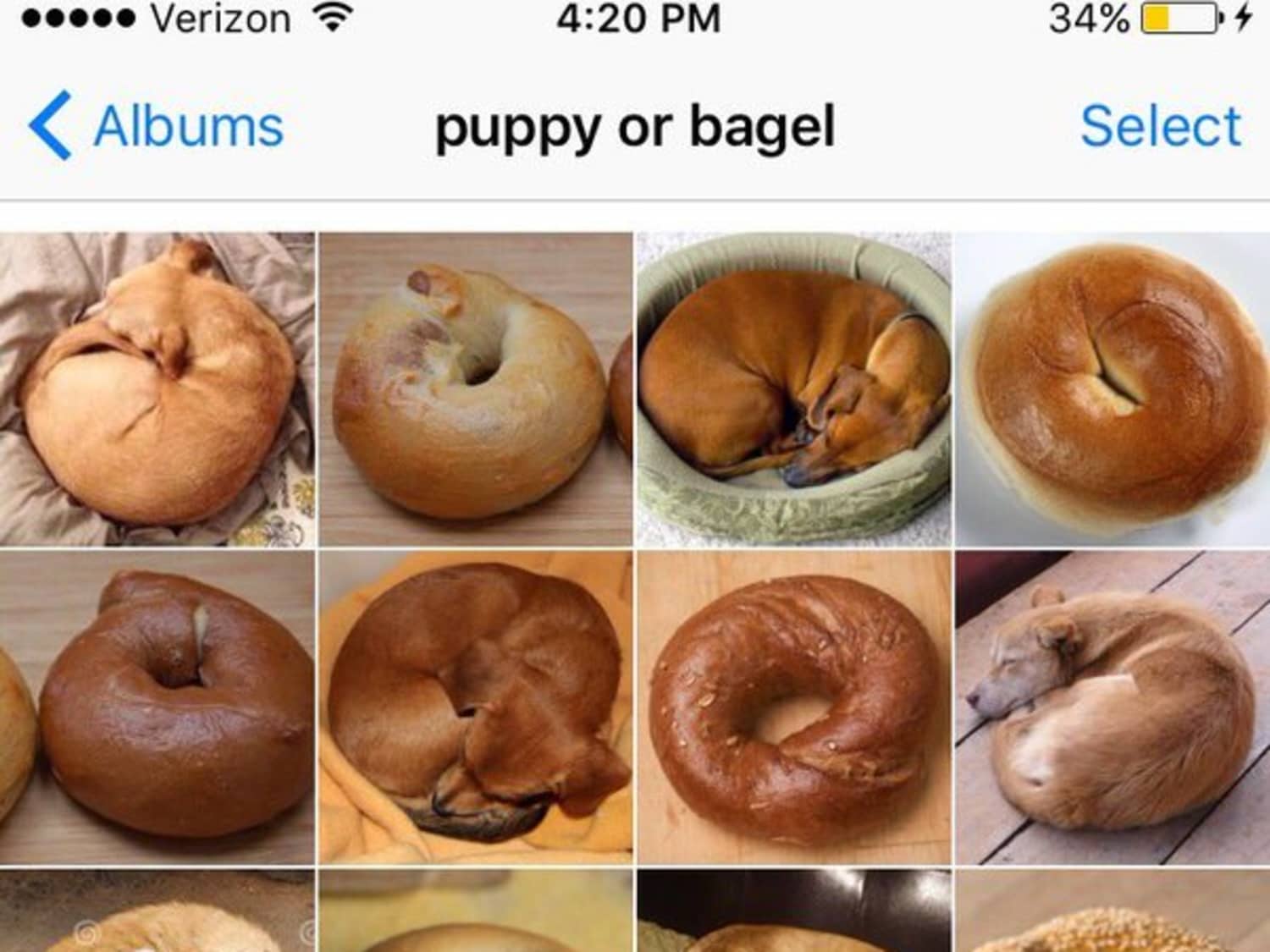 doge bagle