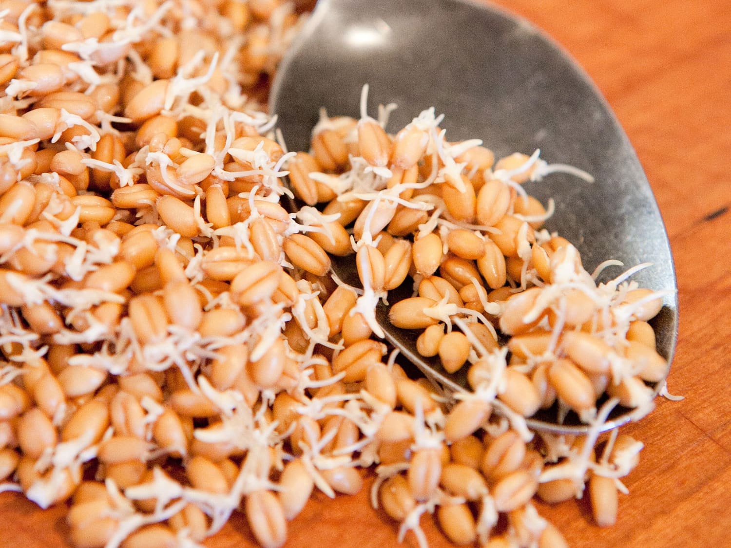 How To Make Sprouted Kamut Flour