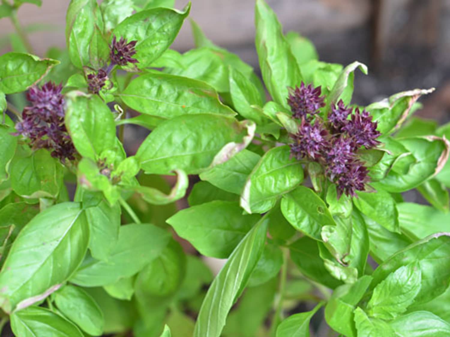 Basil Flowers Ocimum Basilicum Green Sweet Basil Plant At ₹ 80/unit