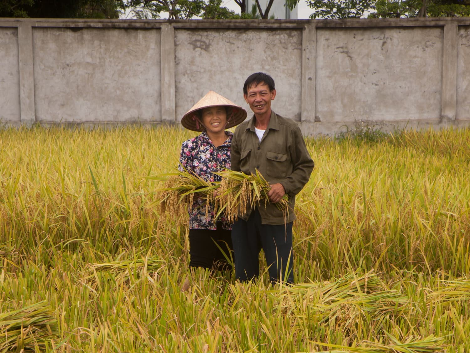 Rice Farmers