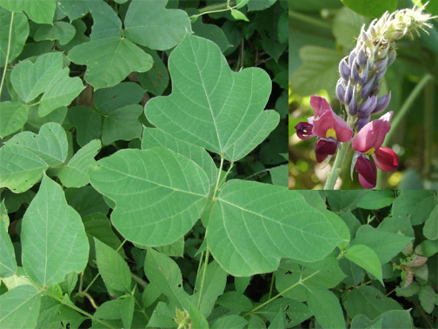 Is Kudzu Root Edible