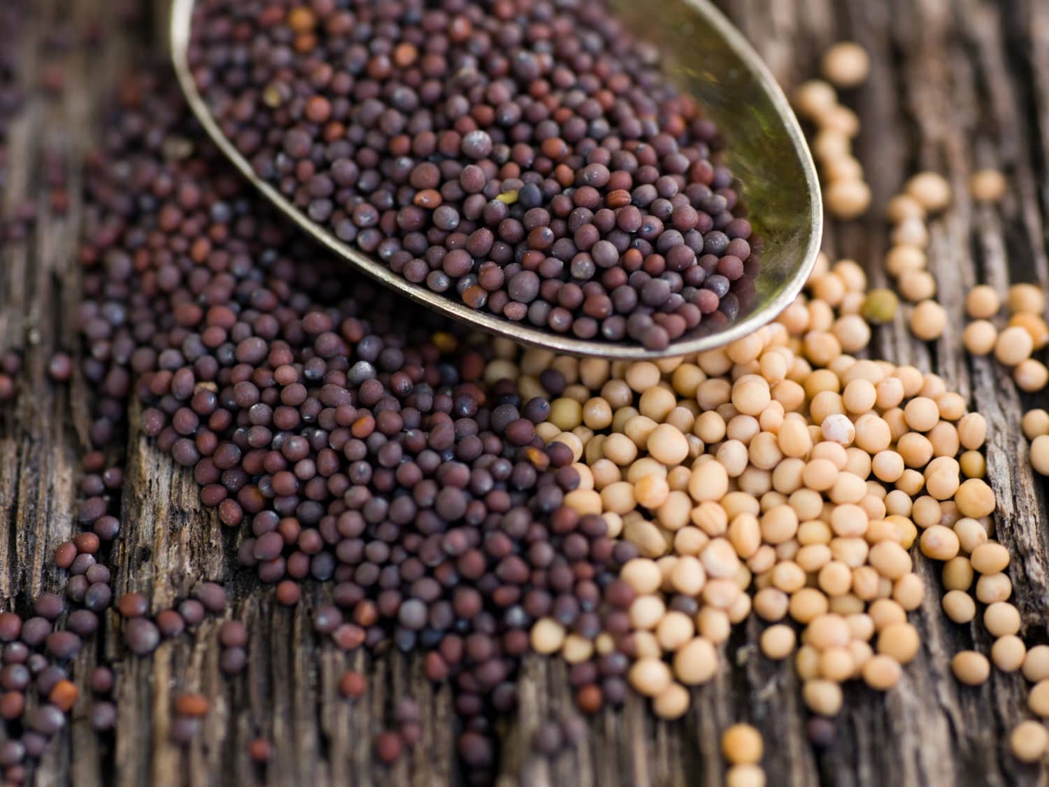 How To Make Dry Mustard Powder - Kinastro