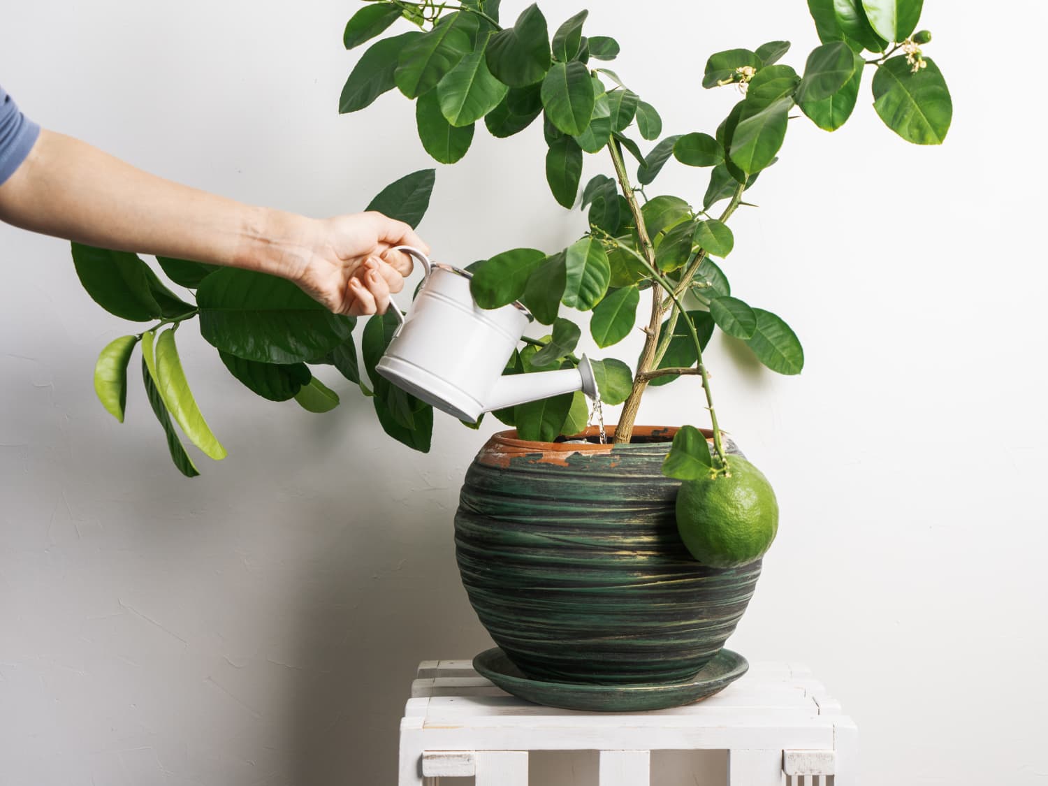 12 Lemon Drop Plant NassimaAnne