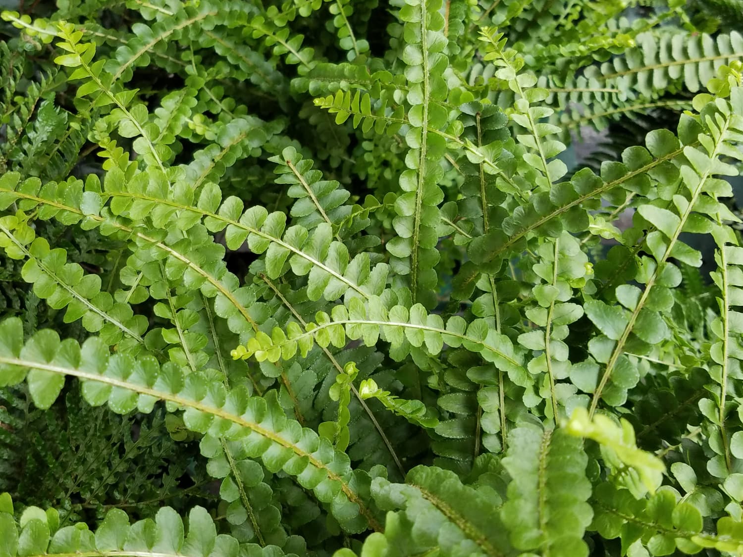 Button Fern Uk