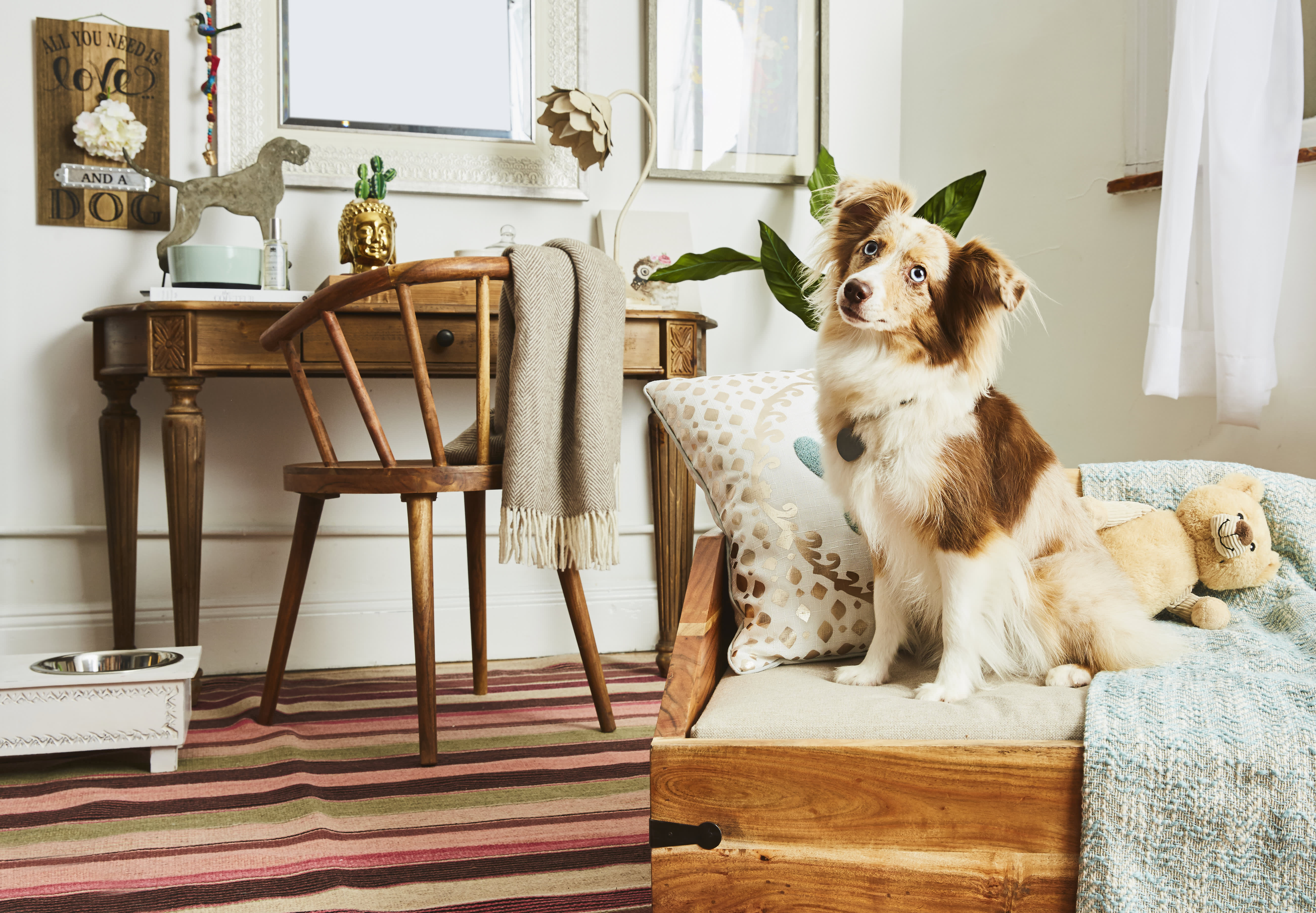Pets | Apartment Therapy