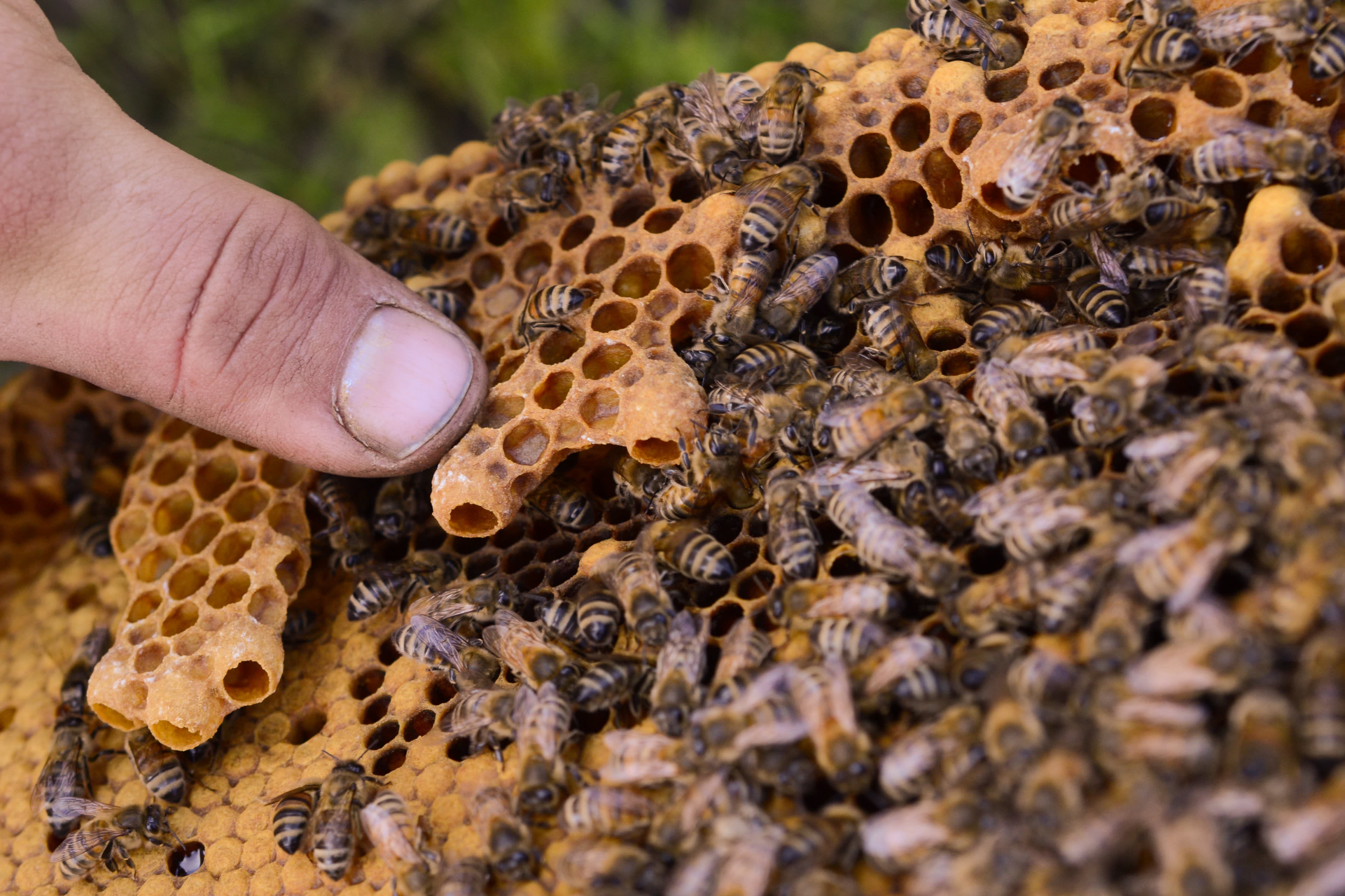 A Migratory Beekeeper Gears up for the Honey Flow | The Kitchn