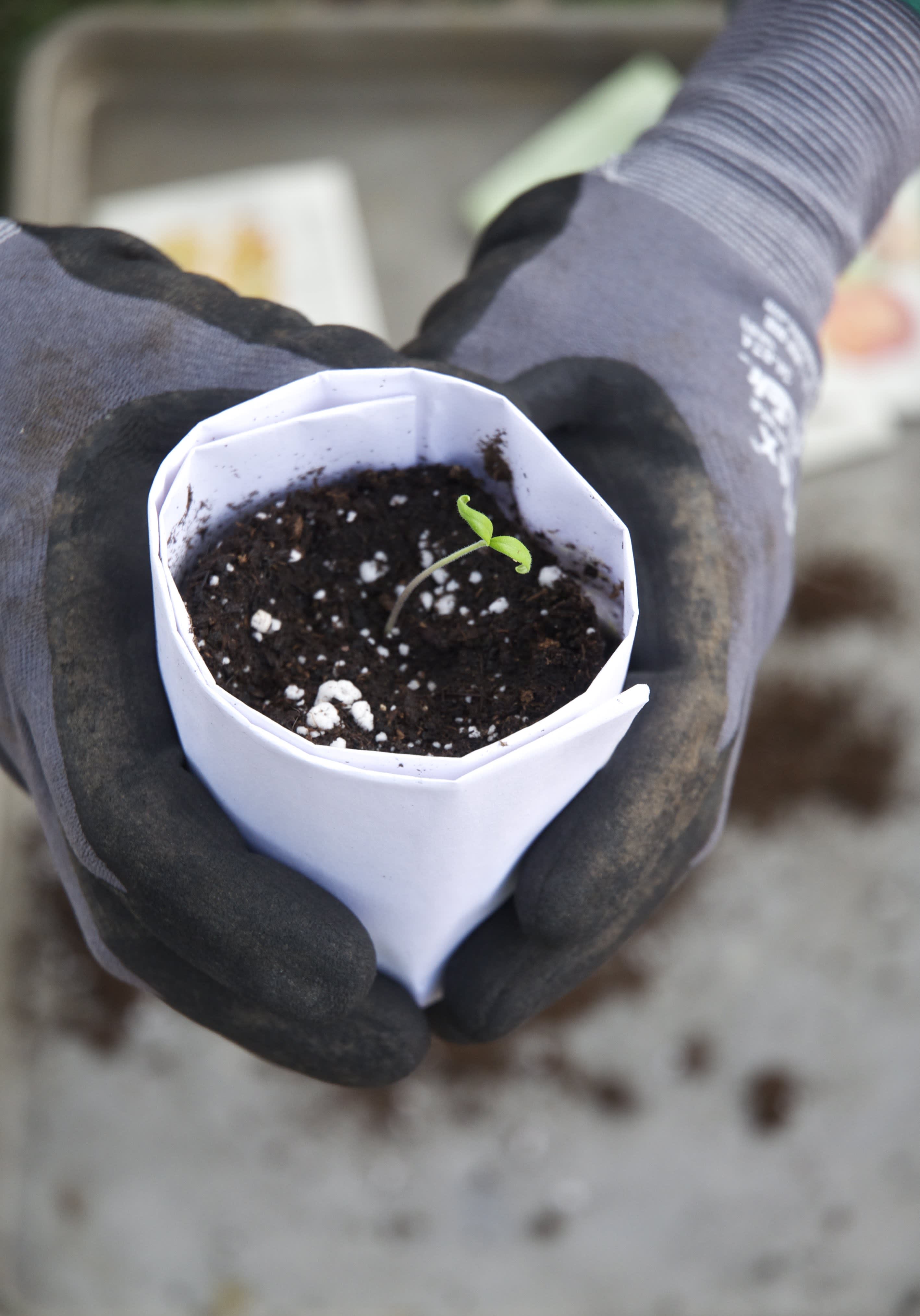 How To Start Seeds Indoors | The Kitchn
