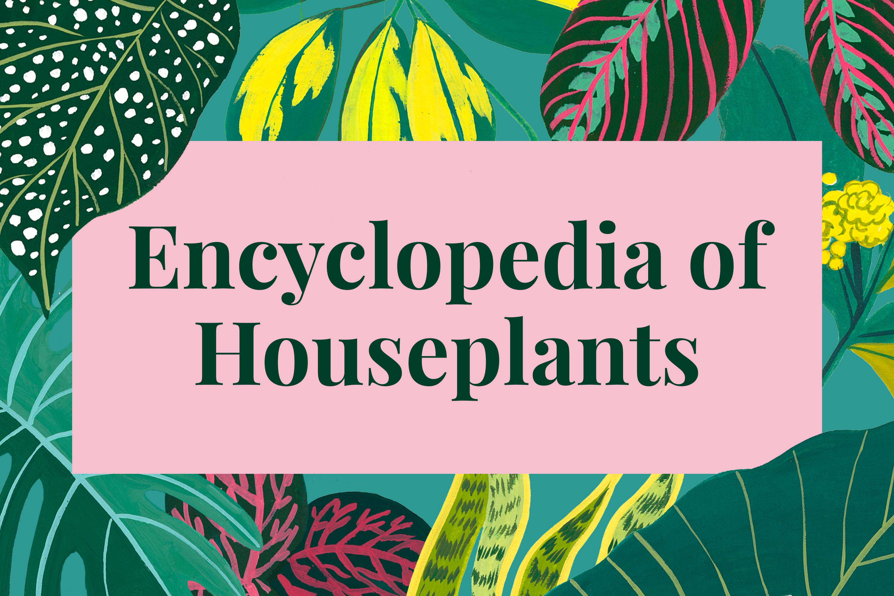 Houseplant Encyclopedia: Complete How-to Guide to 70+ Plant Types ...