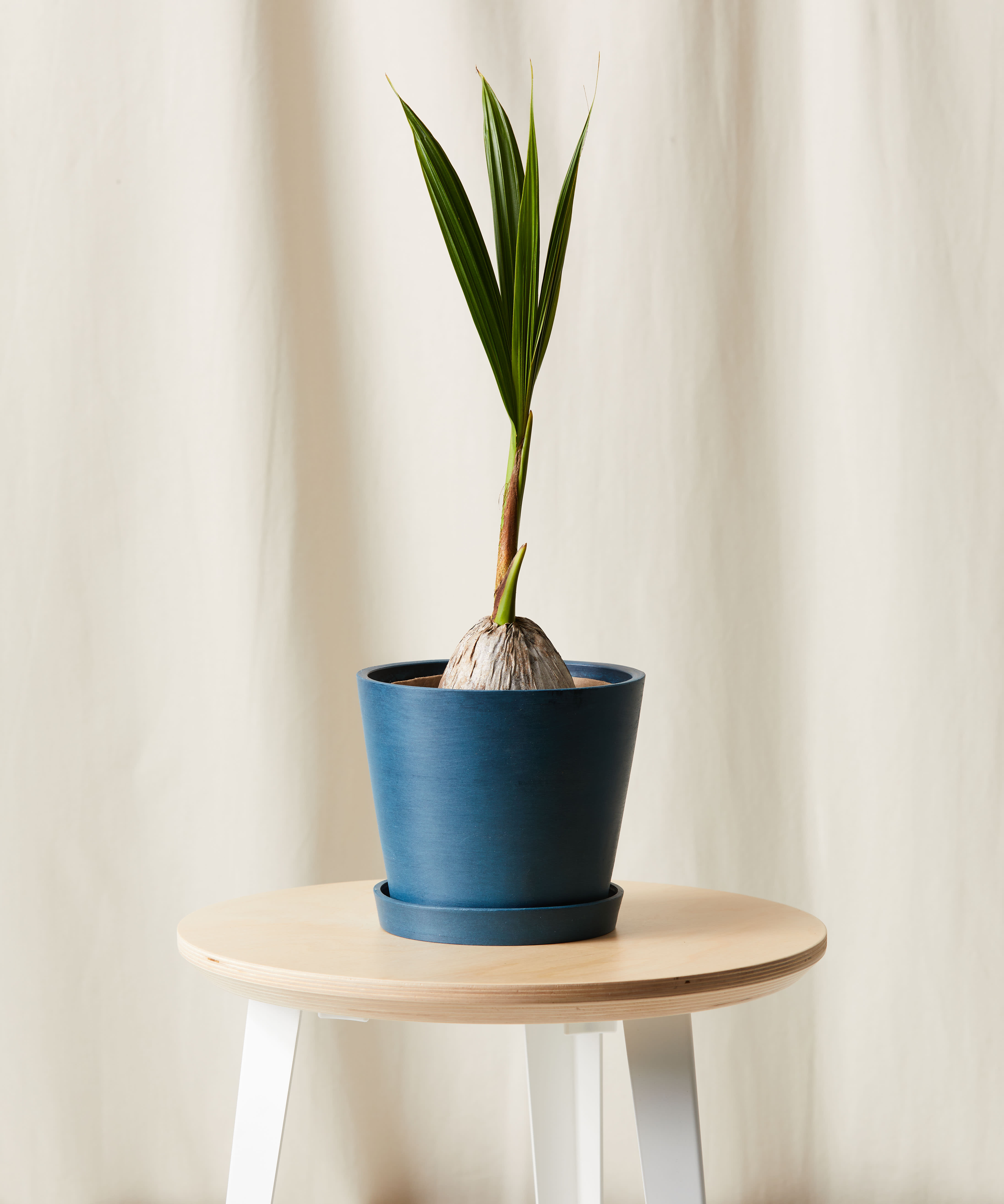 Bloomscape | The Kitchn