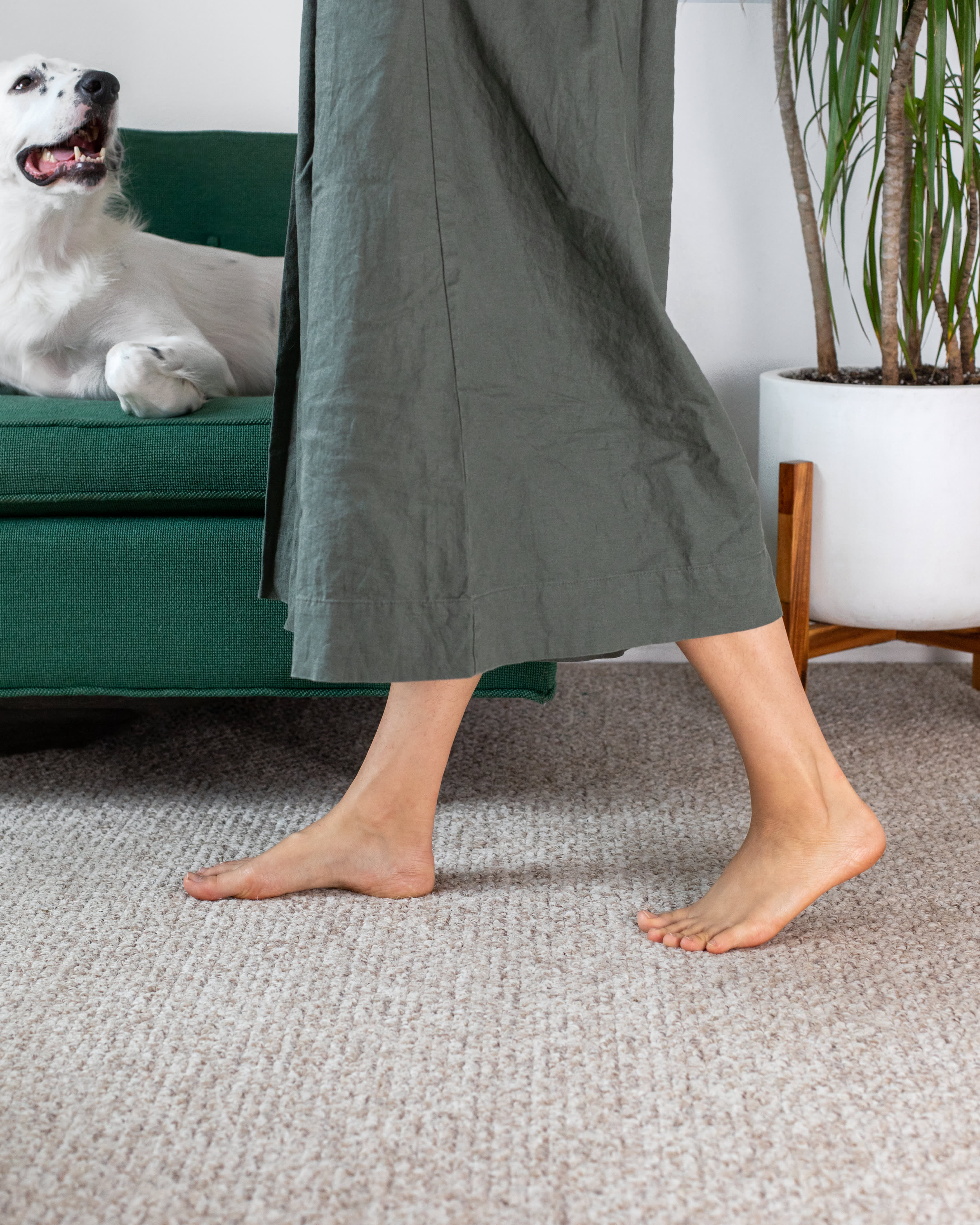 I Have Almost 100 Houseplants and This Is How I Keep My Pets Away From ...