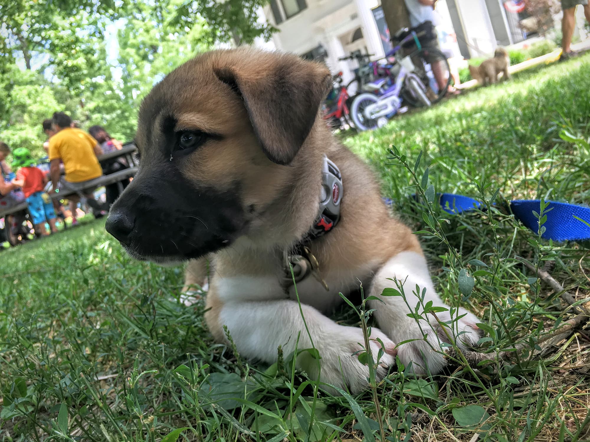 Pets | Cubby