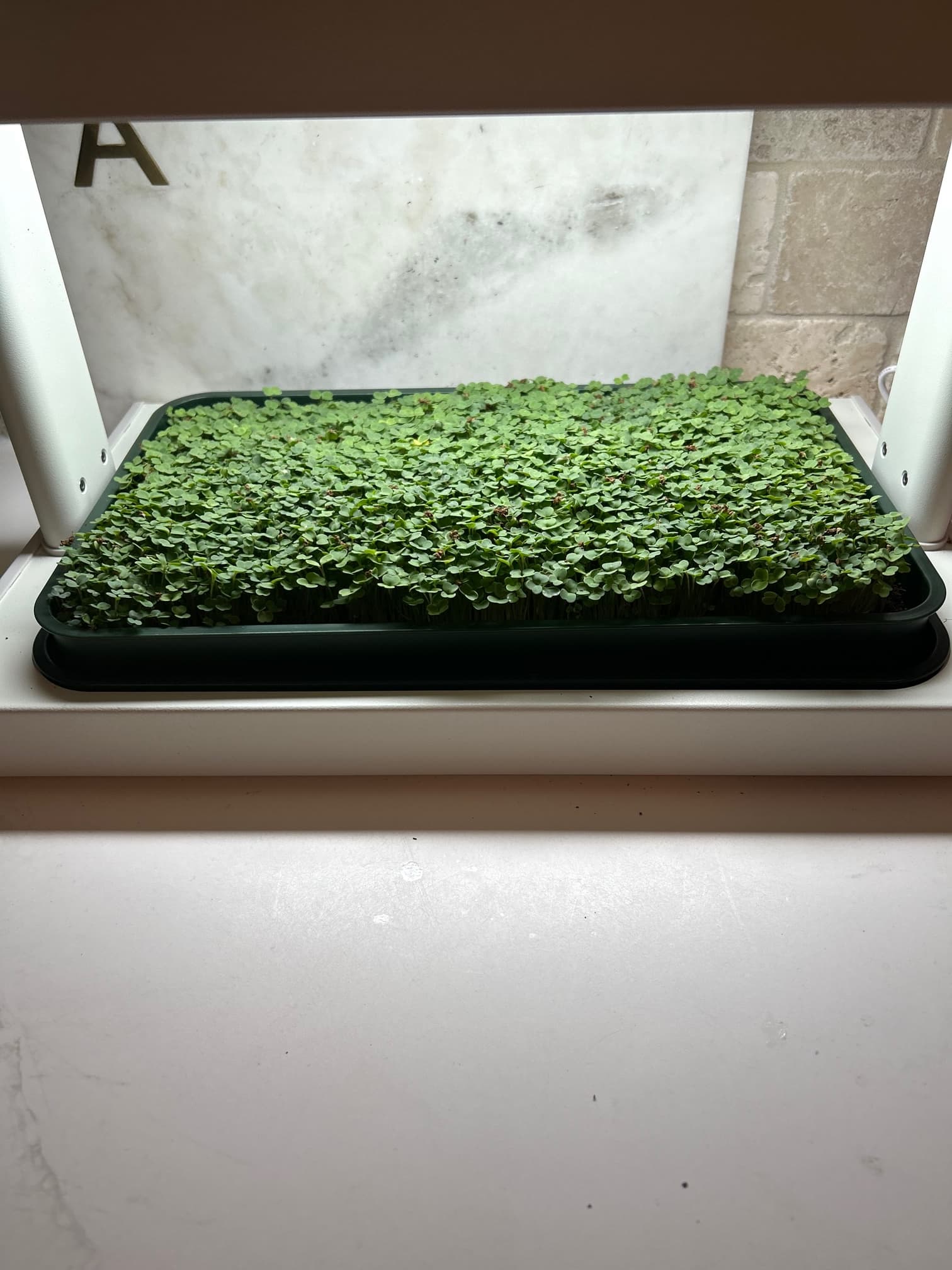 The Viral Blackstone Griddle Is Finally Available at Costco — For a ...