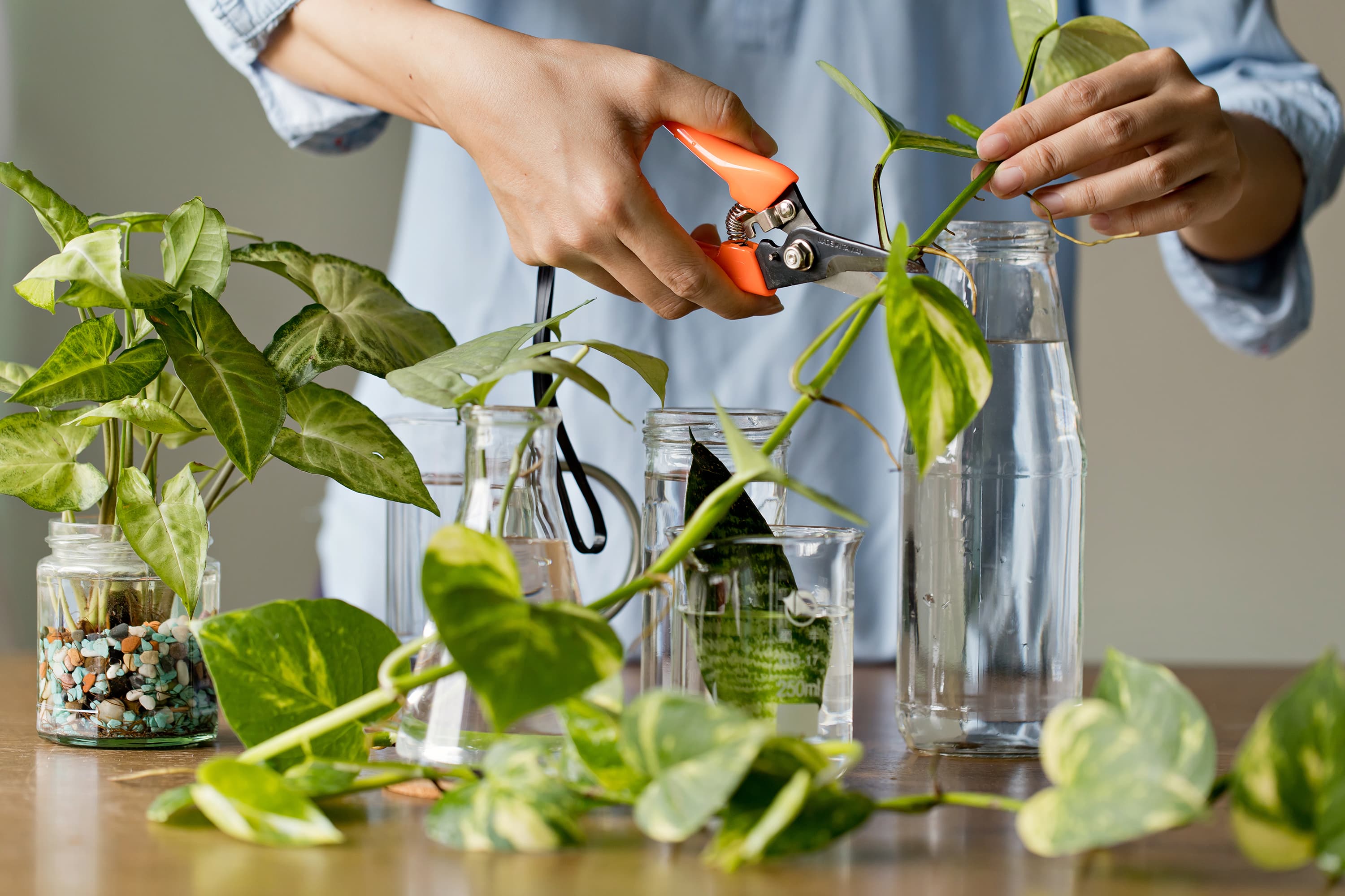 Plants | Apartment Therapy