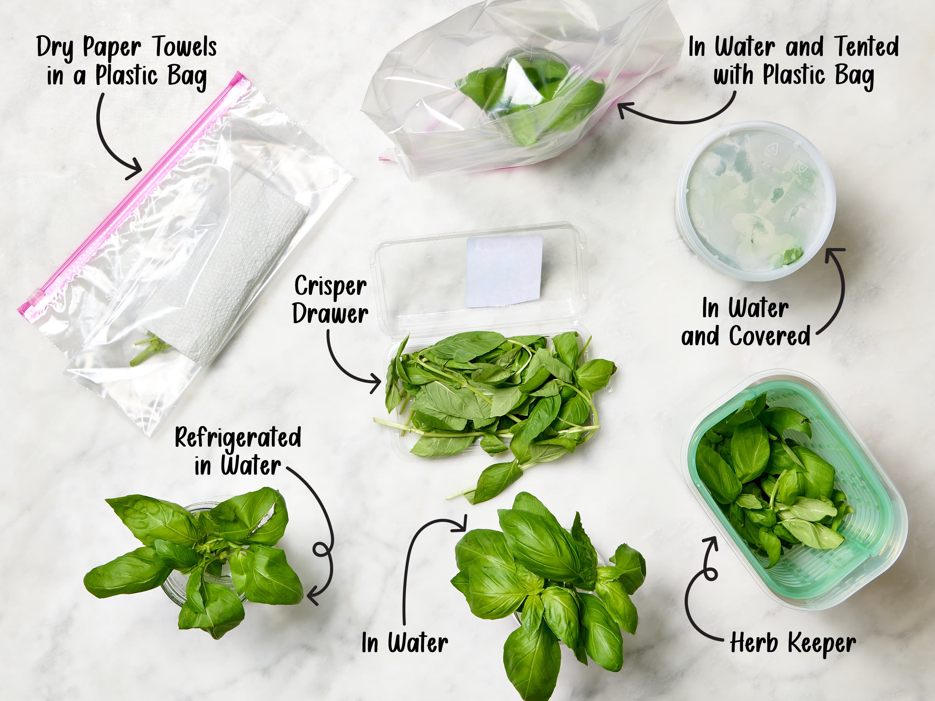 Fresh Basil Leaves