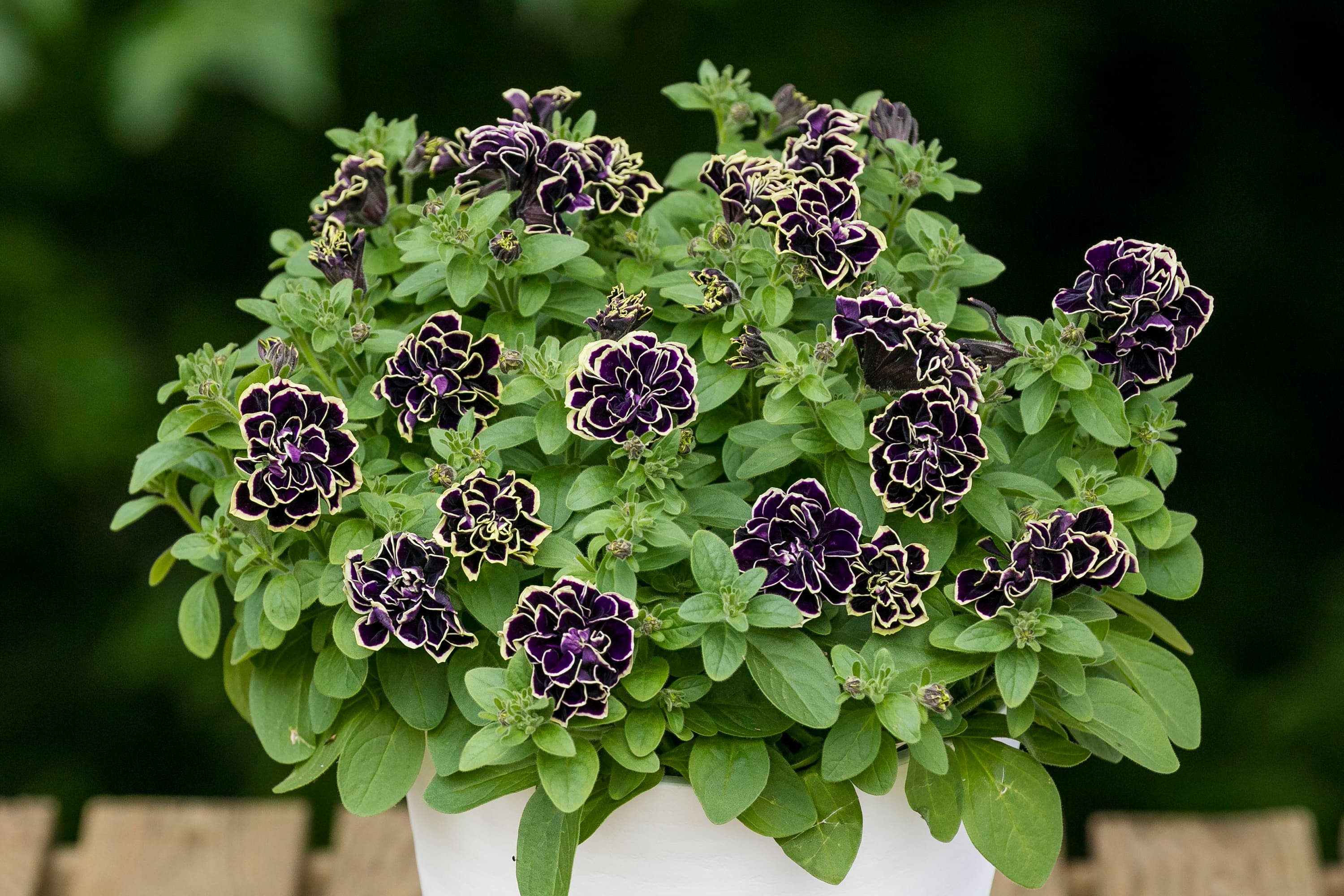 Black Petunias Petunia Supertunia® Black Cherry® Johnson Nursery